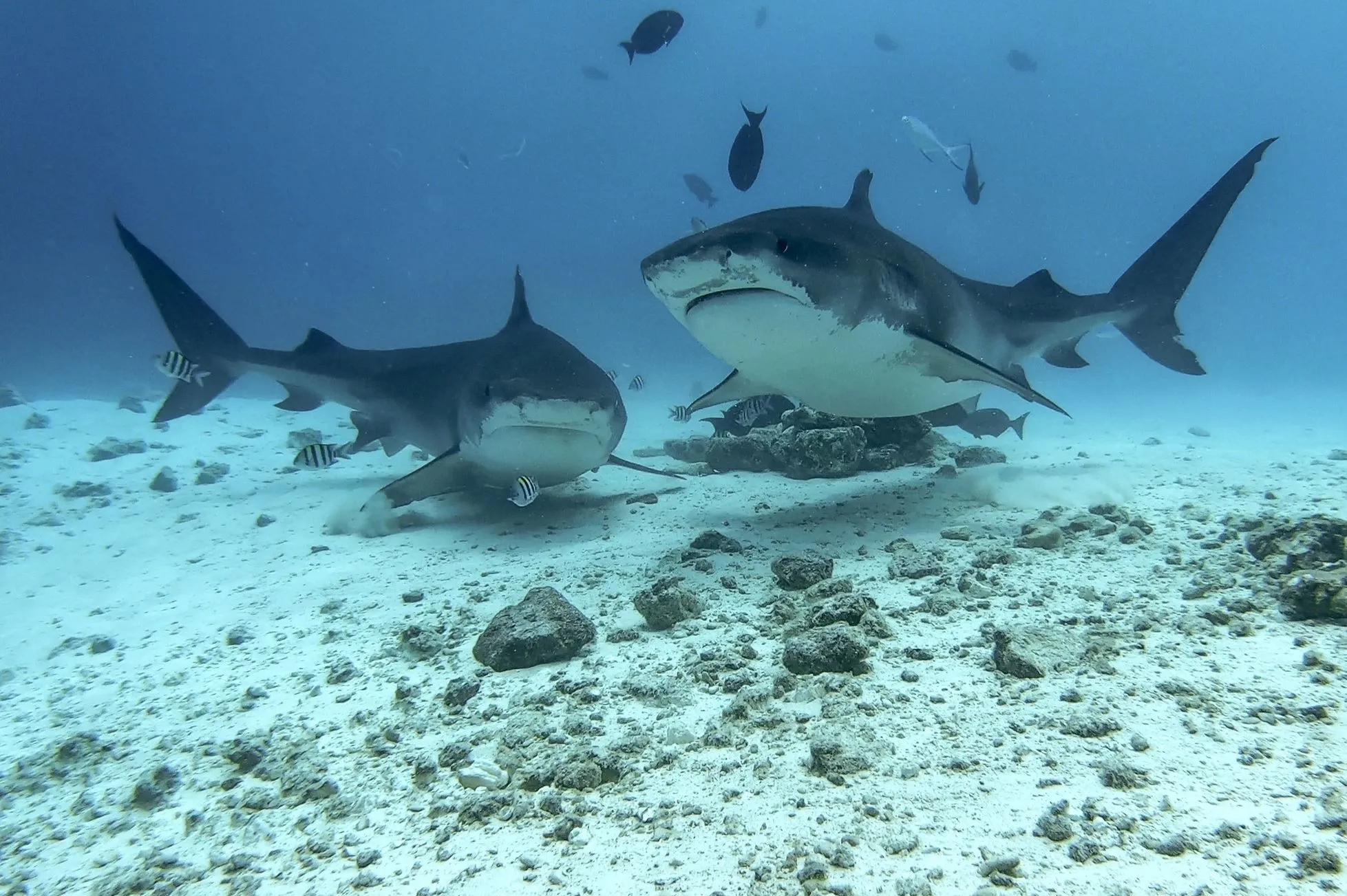 Are There Sharks in the Maldives?